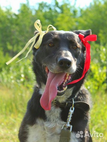 Прекрасная собака Полли, в дар, бесплатно