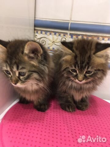 Сибирские красавцы