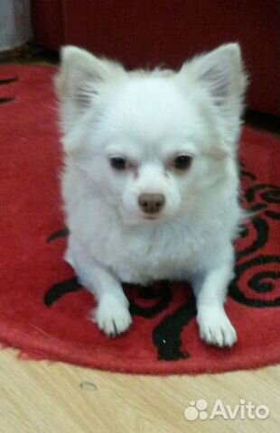 Мужчина Чихуахуа встретится с дамой. Вязка