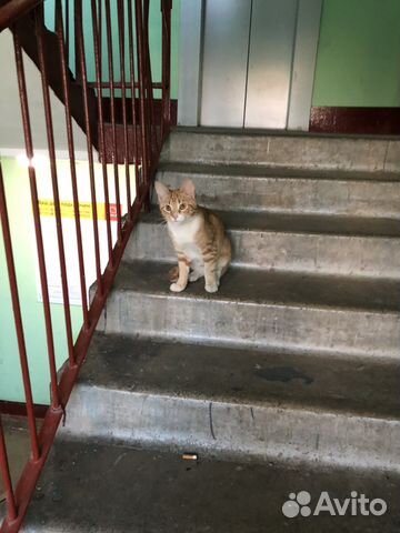 Котики в добрые руки