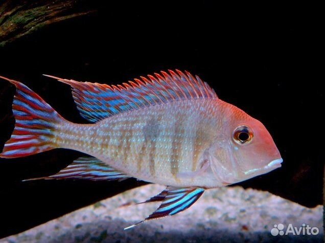 Геофагус тапажос (красноголовый)