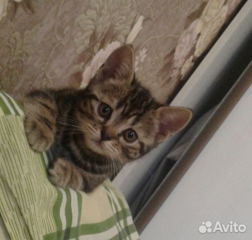 Шикарные котята шотландской породы