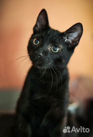 Шелковый красавец Лукас в дар