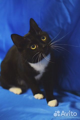 Замечательный черно-белый котик Джес в добрые руки