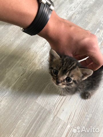 Котята ищут теплый дом