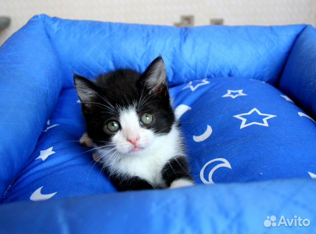 Ласковая девчушка, 1,5 мес
