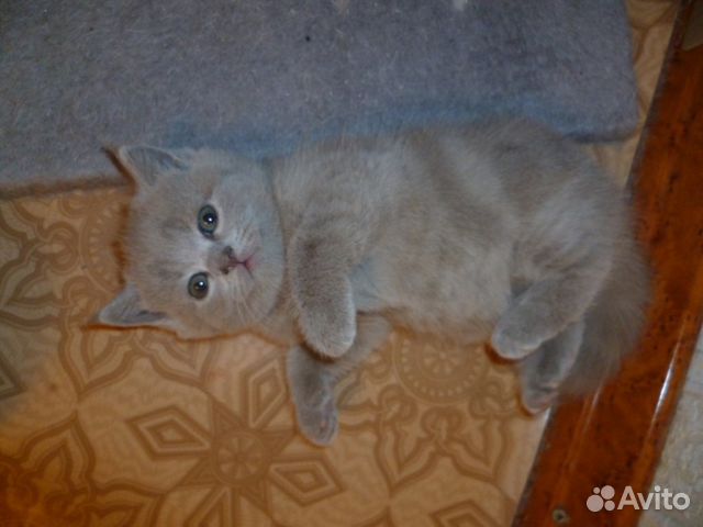 Котята