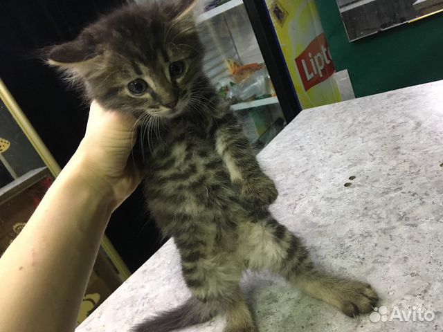 Котенок в добрые руки
