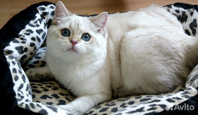 Британский аристократ, золото, колор пойнт