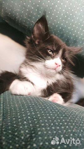 Чёрно-белые котята мейнкун