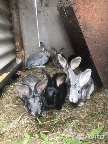 Самки кролика