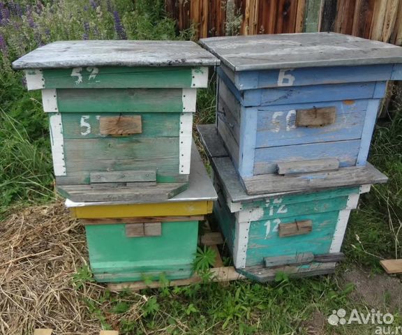 Продаю пчёл