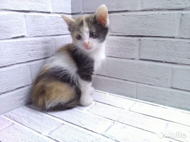 Котята 2 месяца