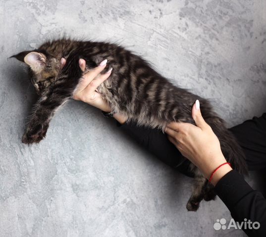 Домашний тигр, Мейнкун