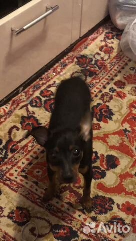 Продам Собаку