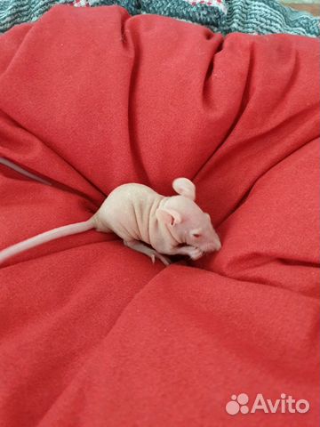 Крысята Дамбо Сфинкс