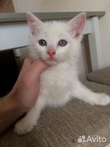 Котик