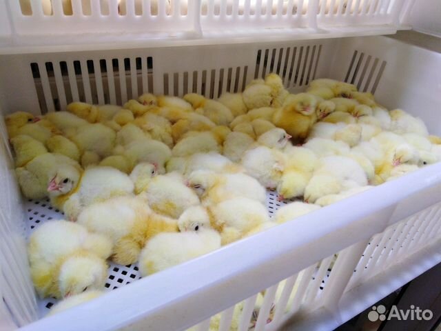 Цыплята Бройлеры Арбор Айкрес