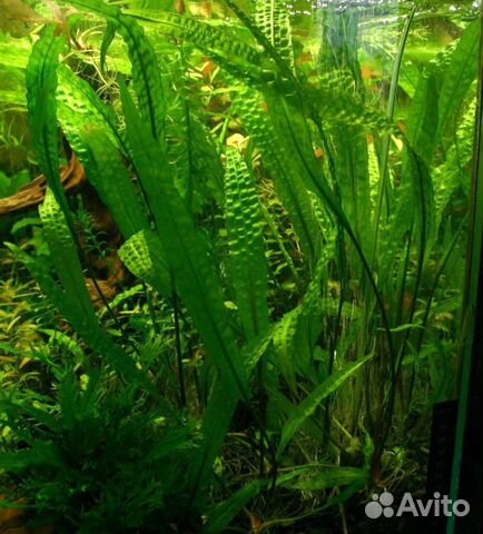 Пакет растений после прополки