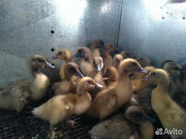 Утята 10 -дневные "Фаворит" Голубая утка