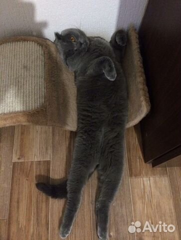 Продам Шотландского веслоухого котика