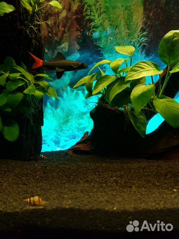 Лабео двухцветный и сомик стеклянный