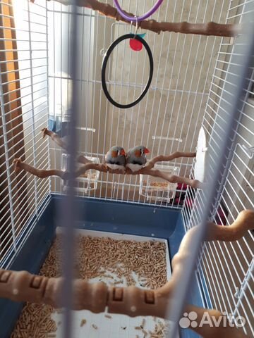 Отдам в добрые руки двух молодых самцов амадинов