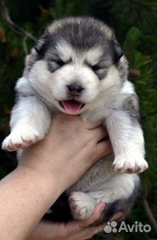 Щенки Маламута