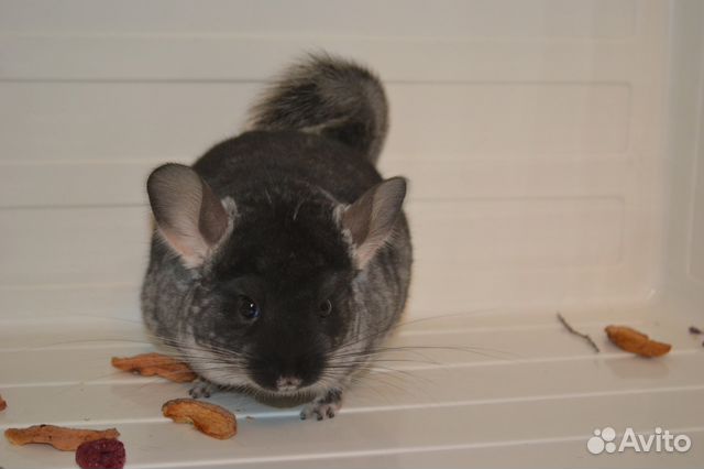 Шиншилла Черный бархат нсф (самец)