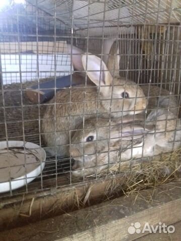Кролики молодняк и подрощенные