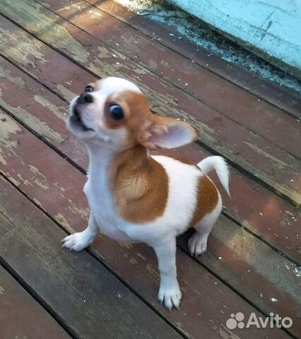 Щенок Чихуахуа.Мини девочка