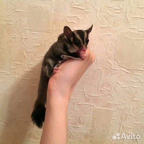 Сахарный поссум