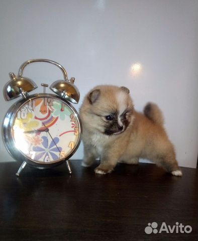 Шпиц немецкий миниатюрный