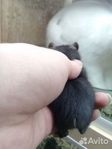 Крыса манкс