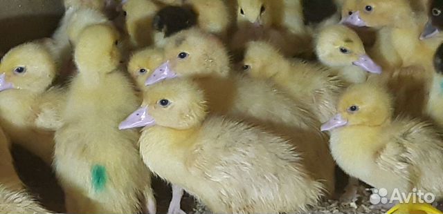 Цыплята, утята