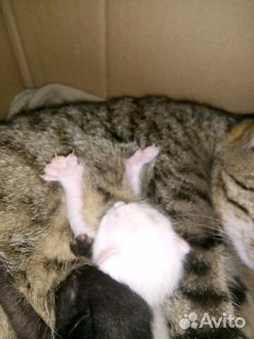 Котята мальчики коты