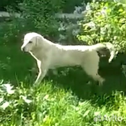 В поисках семьи собаки