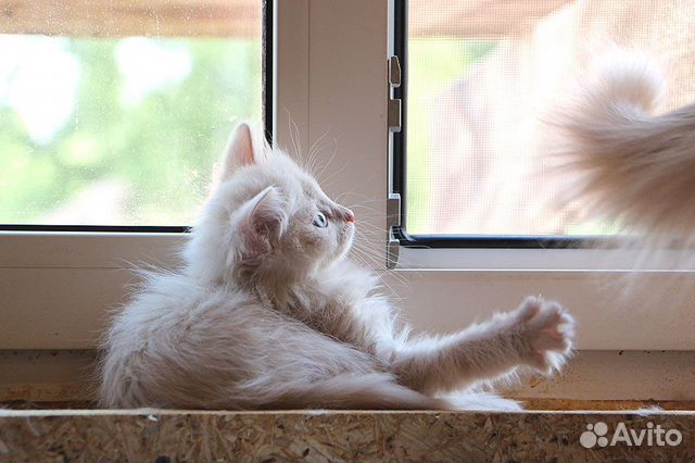 Кремовые котяткам от домашней кошки