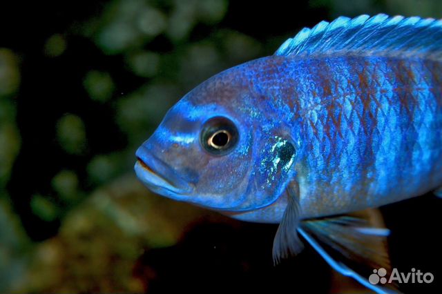 Цихлиды и сомик