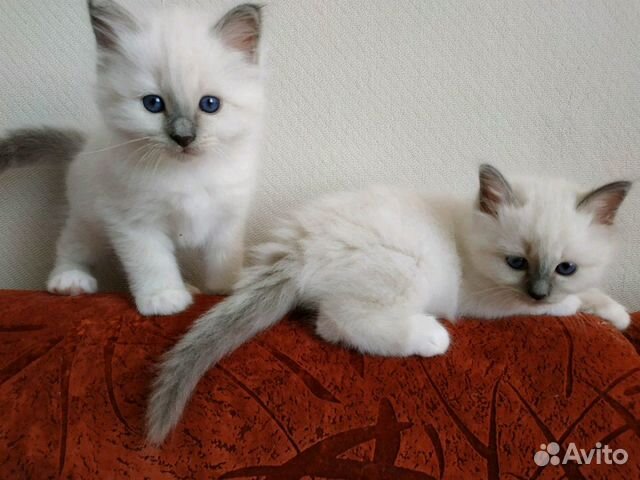 Котята породы Священная Бирма