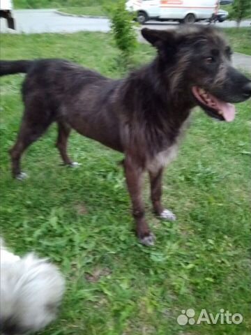 Бобби ищет дом