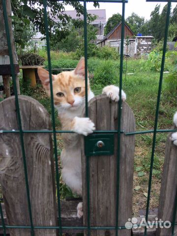 В добрые руки котеек