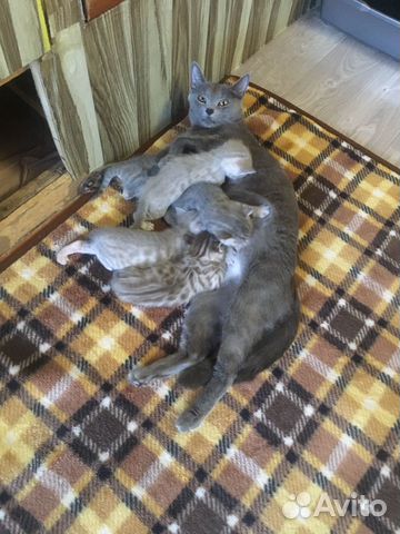 Бенгальские котятки