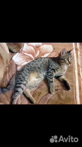 Котёнок табико
