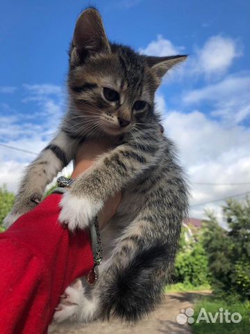 Зая в добрые руки