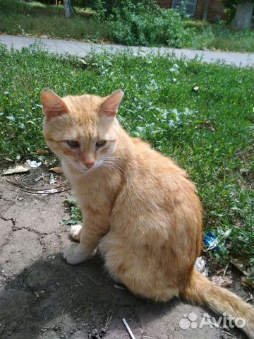 Рыжий солнечный котик ищет дом