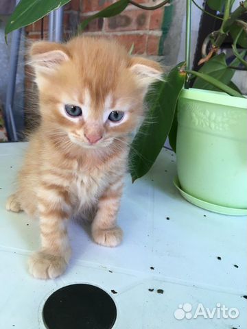 Котёнок мальчик родился 24 мая