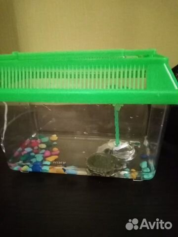 Маленькая черепашка