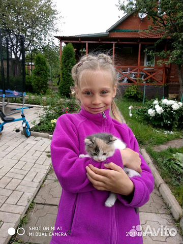 Котенок 3-х цветные