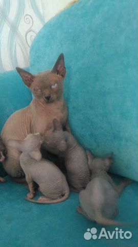 Продаю котят Канадского сфинкса